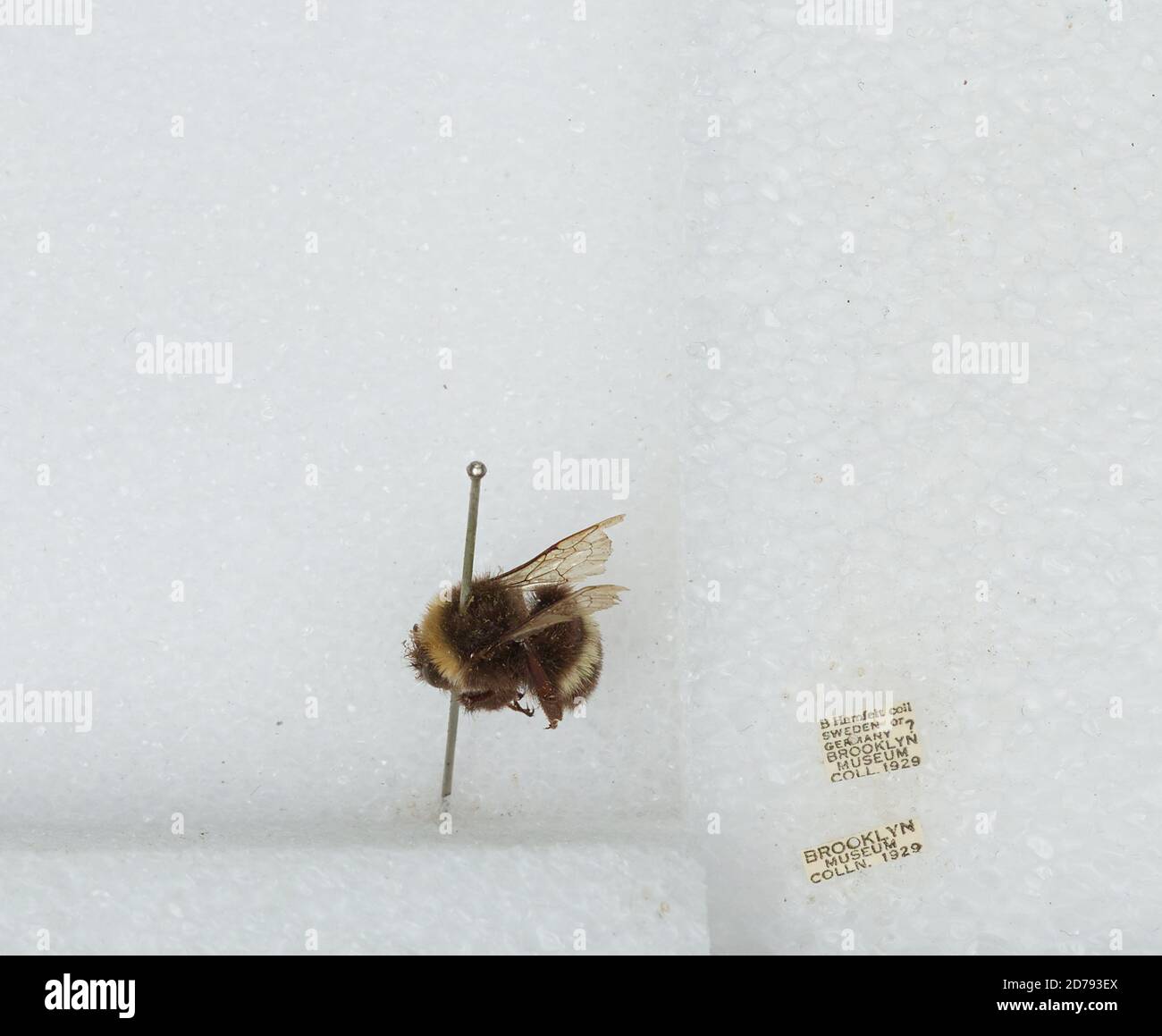 Sweden or Germany, Bombus sp., Animalia, Arthropoda, Insecta ...