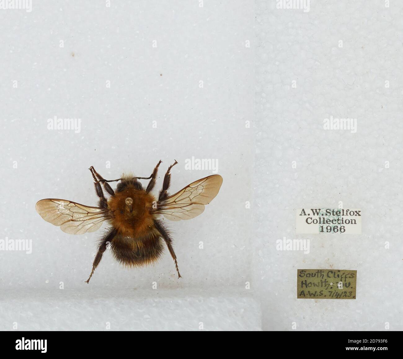 South Cliffs, Howth., Fingal, Leinster, Ireland, Bombus sp., Animalia ...
