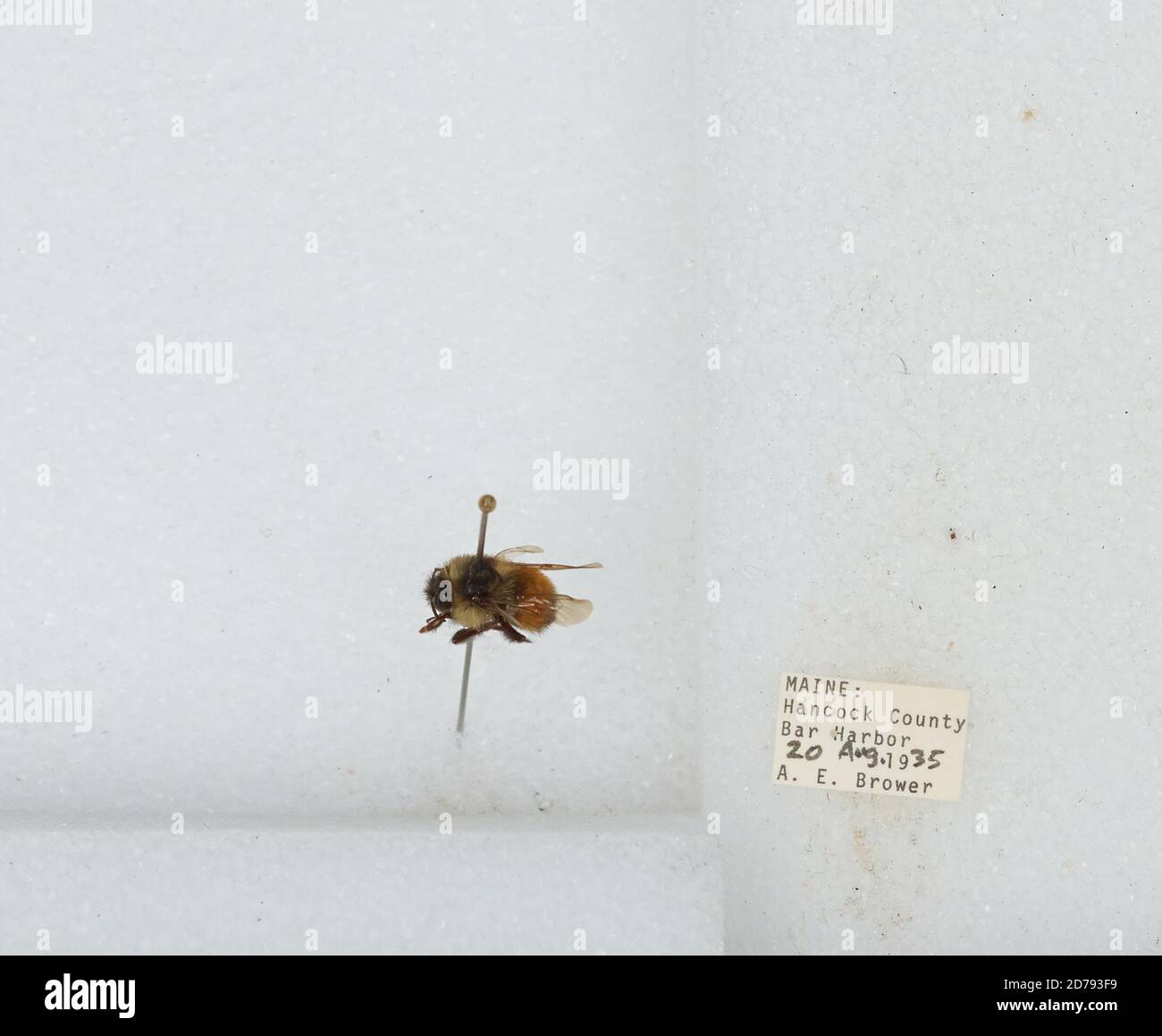 Bar Harbor, Hancock, Maine, United States, Bombus sp., Animalia ...