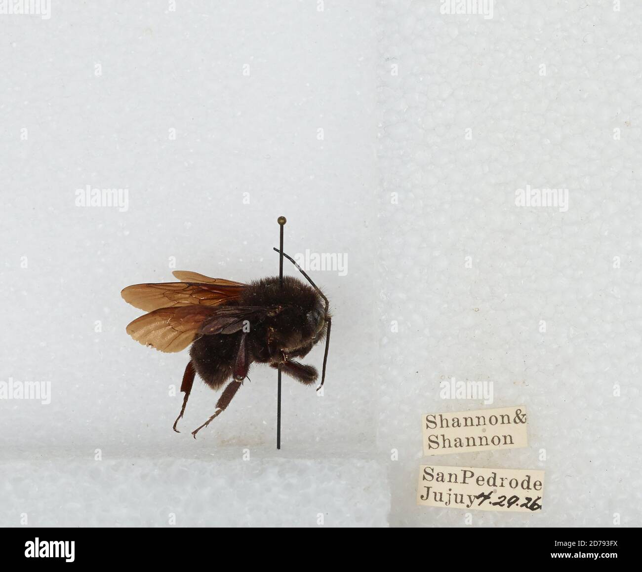 San Pedro de Jujuy, Jujuy, Argentina, Bombus sp., Animalia, Arthropoda ...