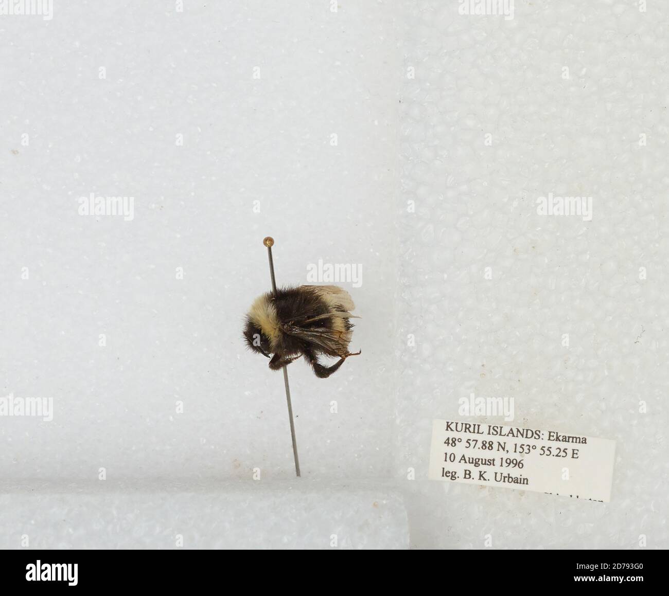 Ekarma, Kuril Islands, Sakhalin, Russia, Bombus sp., Animalia ...