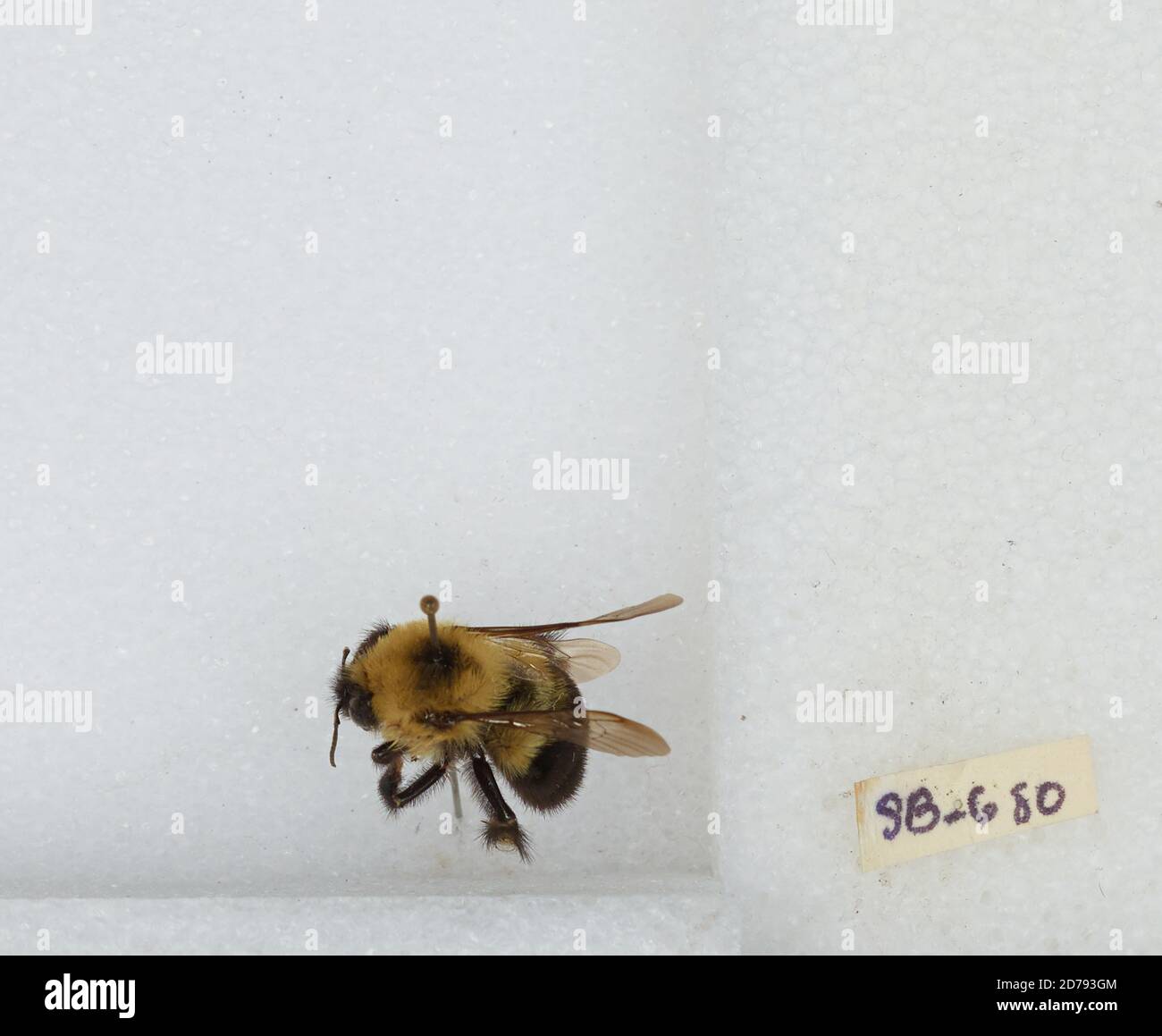 Bombus sp., Animalia, Arthropoda, Insecta, Hymenoptera, Apidae, Apinae ...