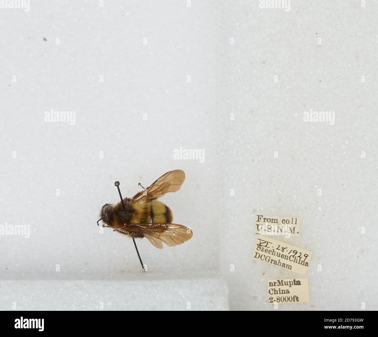 Near Muping, Sichuan, China, Bombus sp., Animalia, Arthropoda, Insecta ...