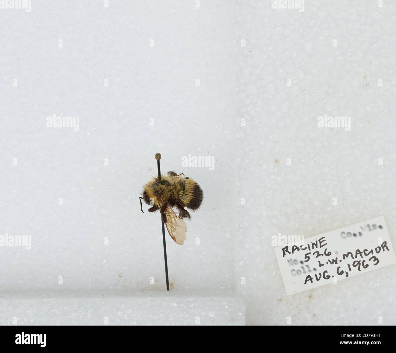 Racine, Wisconsin, United States, Bombus (Bombus) affinis Cresson ...