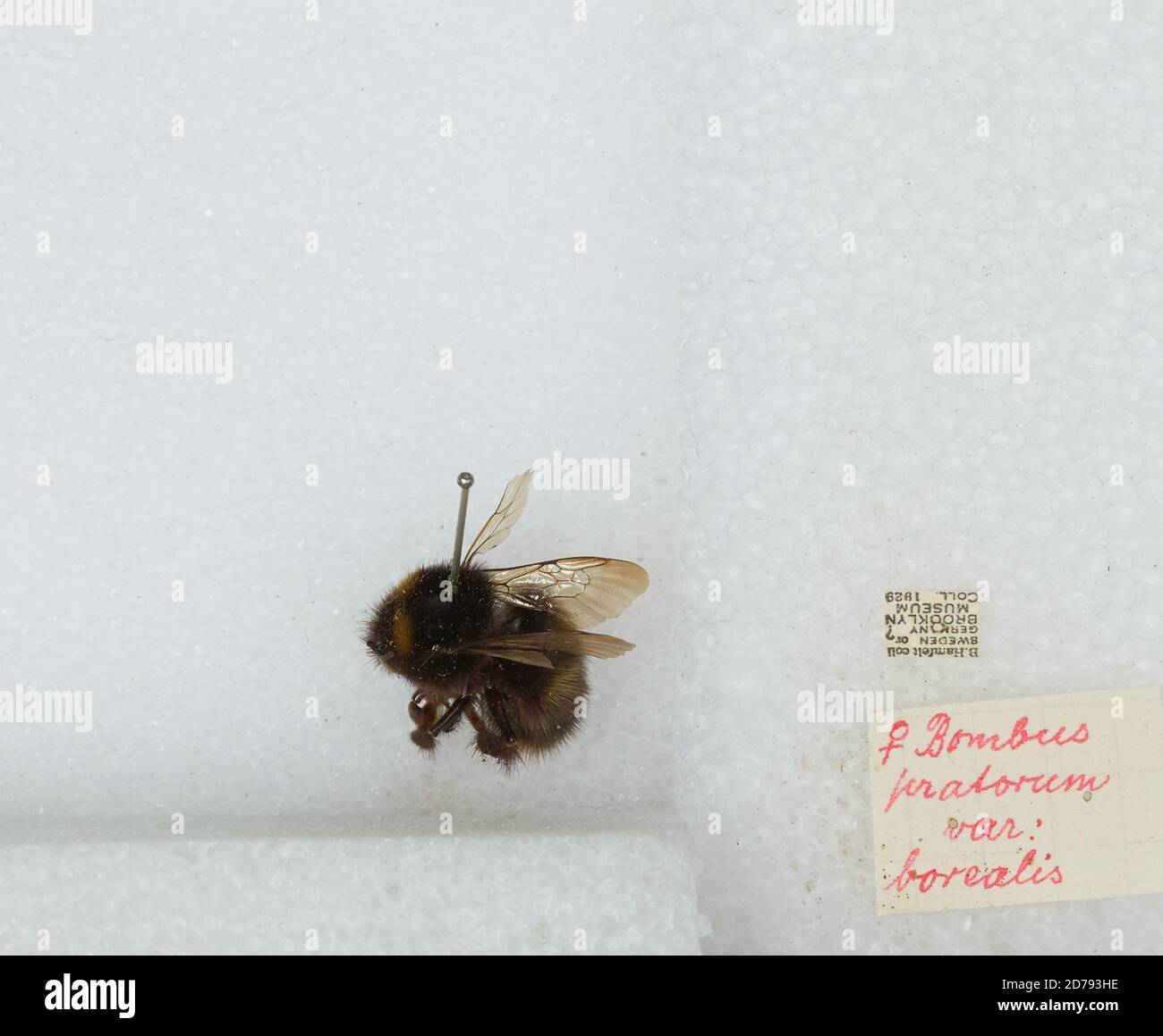 Sweden or Germany, Bombus sp., Animalia, Arthropoda, Insecta ...