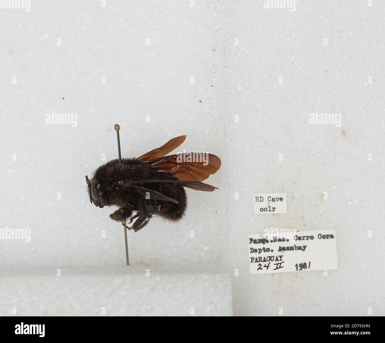 Parque Nacional Cerro Corá, Amambay, Paraguay, Bombus sp., Animalia ...