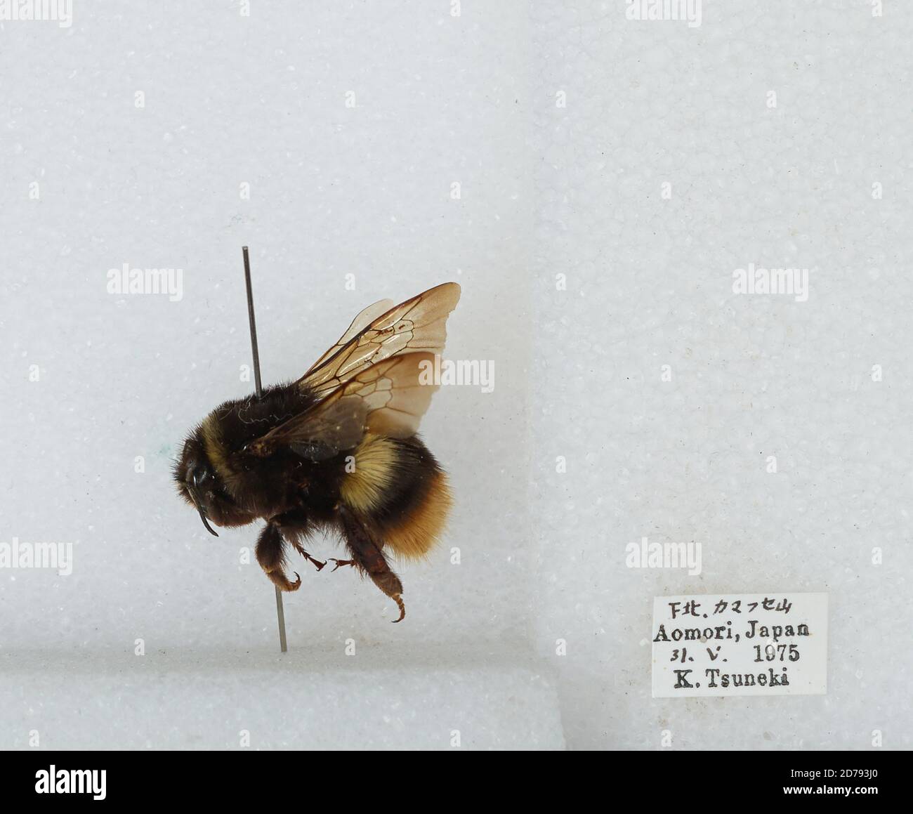 Aomori, Japan, Bombus sp., Animalia, Arthropoda, Insecta, Hymenoptera ...