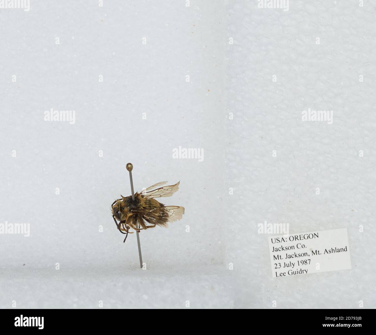 Mount Ashland, Jackson, Oregon, United States, Bombus sp., Animalia ...