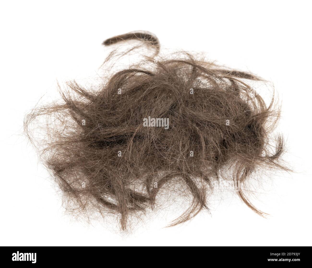 Hair bundle isolated on white background. tuft hair close-up Stock ...