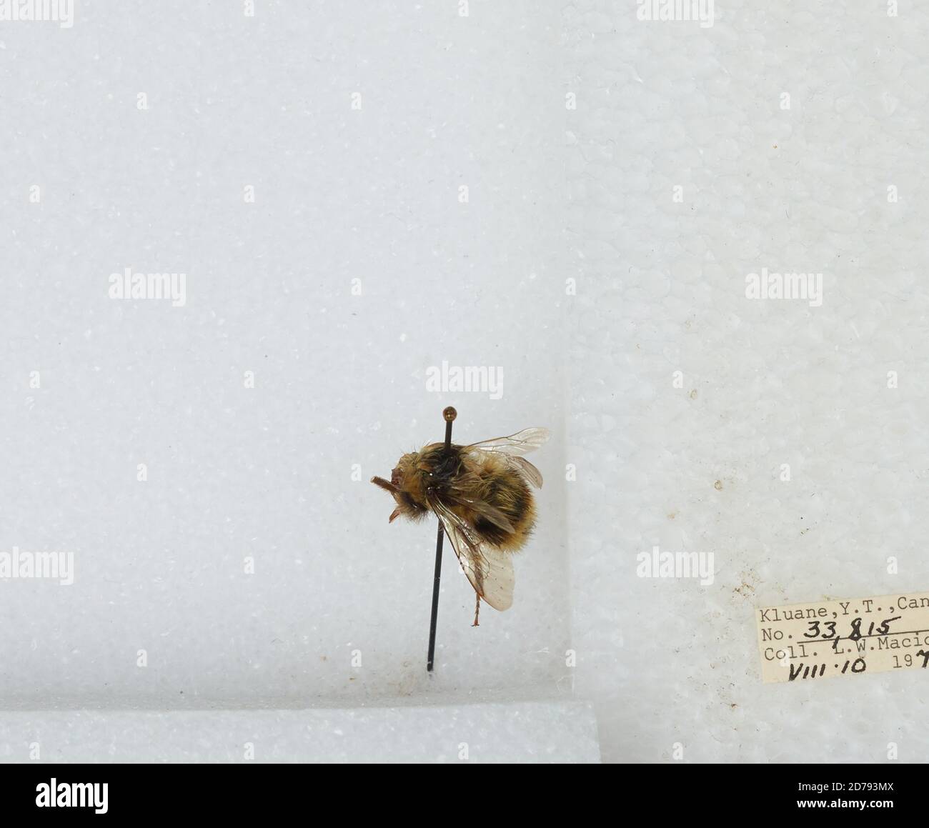 Kluane, Yukon Territory, Canada, Bombus bifarius nearcticus, Animalia ...