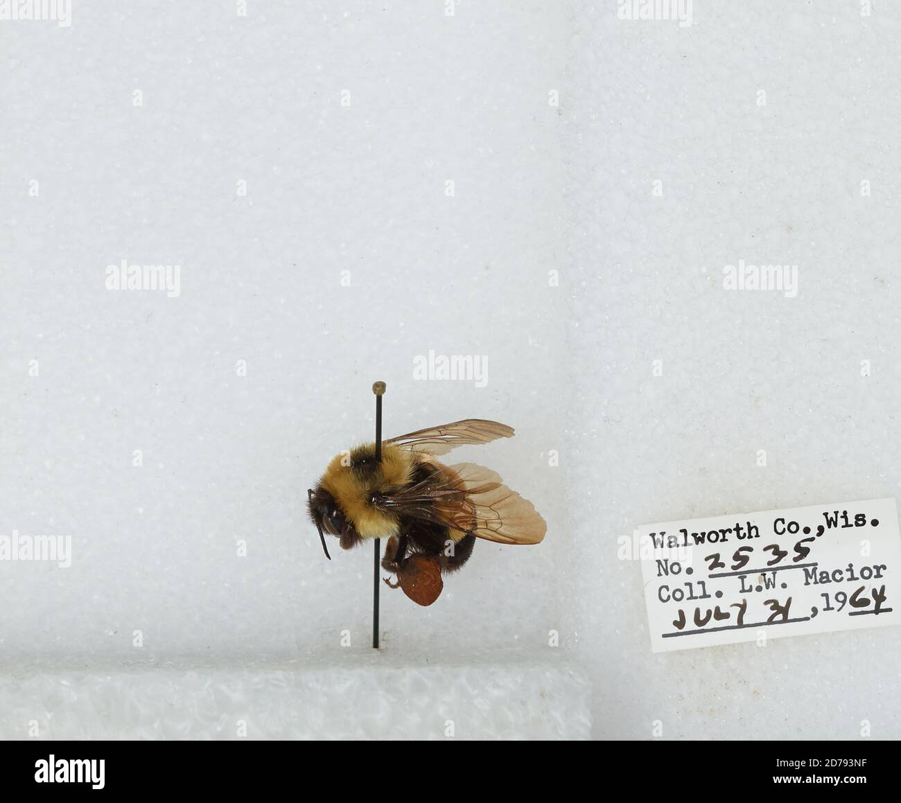 Walworth, Wisconsin, United States, Bombus (Bombus) affinis Cresson ...