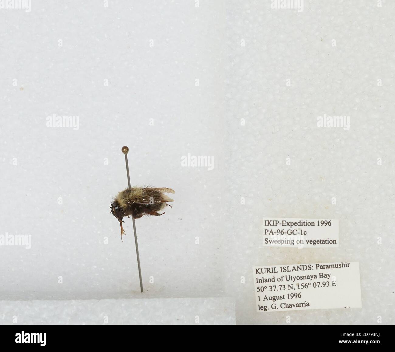 Paramushir Island, inland Of Utyosnaya Bay, Kuril Islands, Sakhalin ...