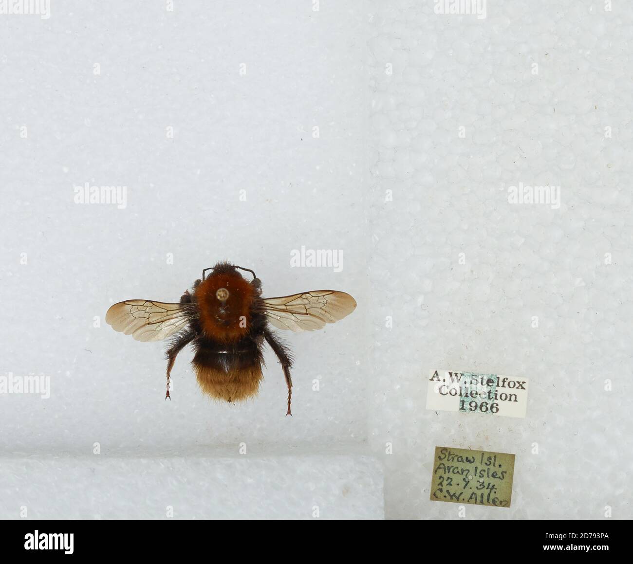 Straw Island, Aran Isles, Galway, Connaught, Ireland, Bombus sp ...