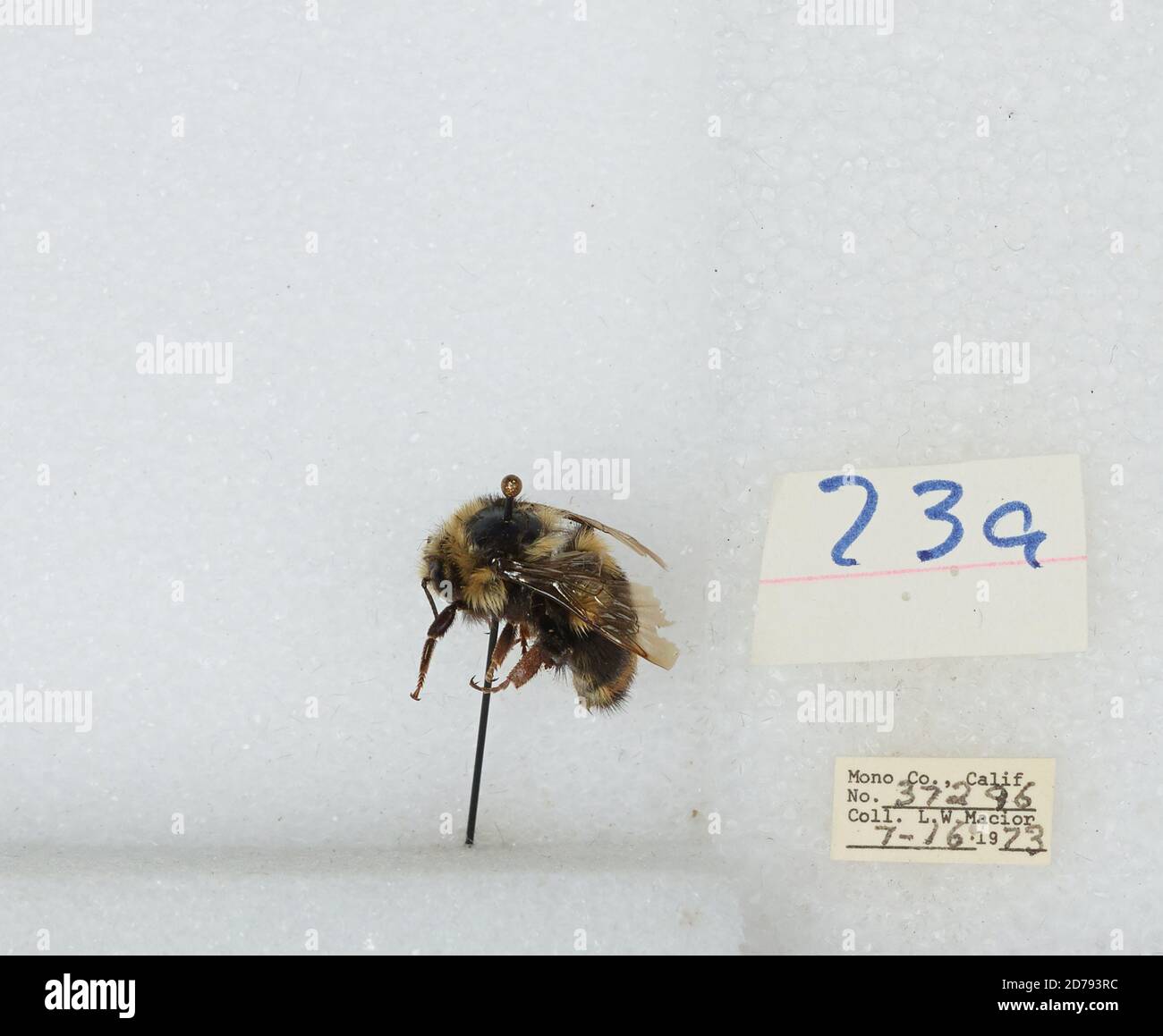 Mono, California, United States, Bombus bifarius nearcticus, Animalia ...
