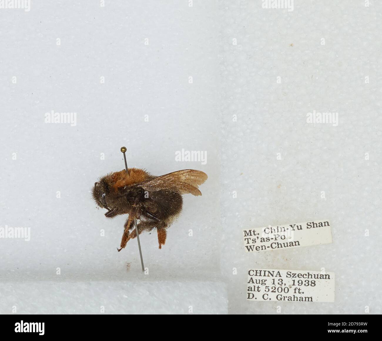 Mt. Chin-Yu Shan Ts'as-Po, Wenchuan Xian, Sichuan, China, Bombus sp ...