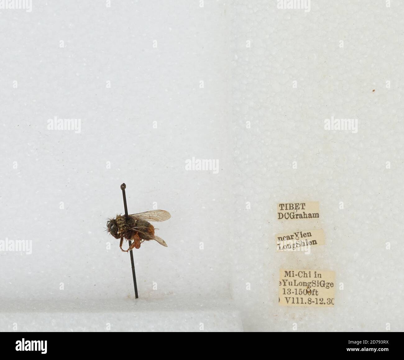 Mi-Chi in Yu Long Si Gge near Yien Long Shien, Tibet Autonomous Region ...