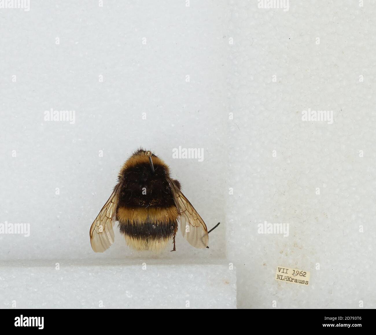 Bombus sp., Animalia, Arthropoda, Insecta, Hymenoptera, Apidae, Apinae ...