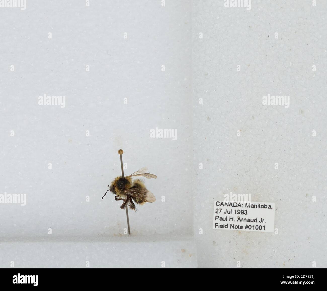 Manitoba, Canada, Bombus sp., Animalia, Arthropoda, Insecta ...