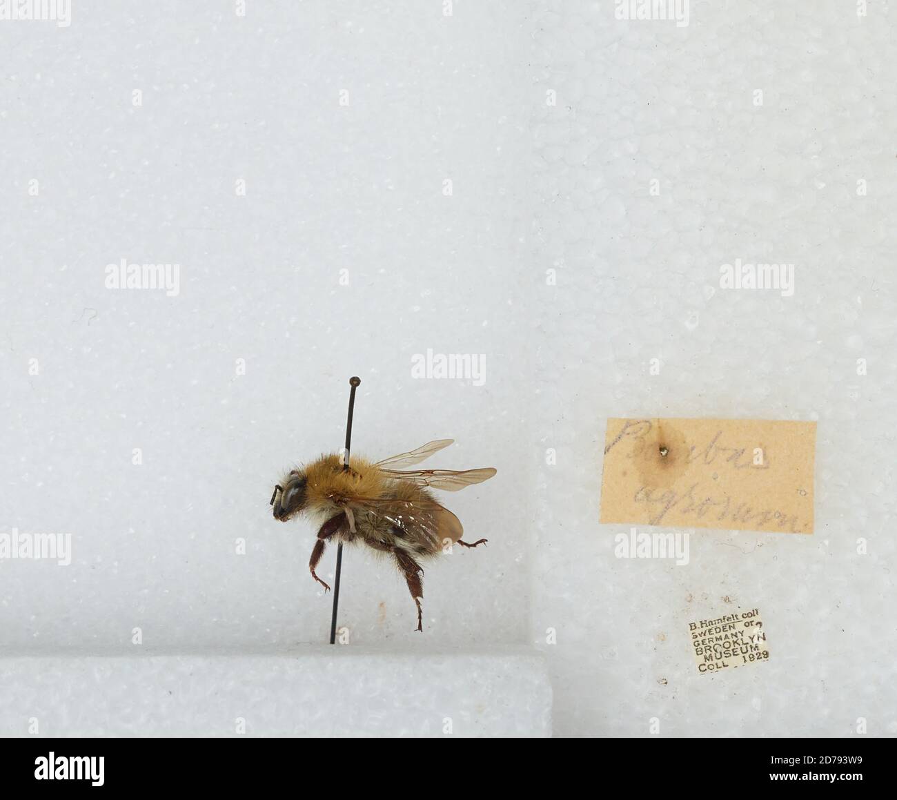 Sweden or Germany, Bombus sp., Animalia, Arthropoda, Insecta ...