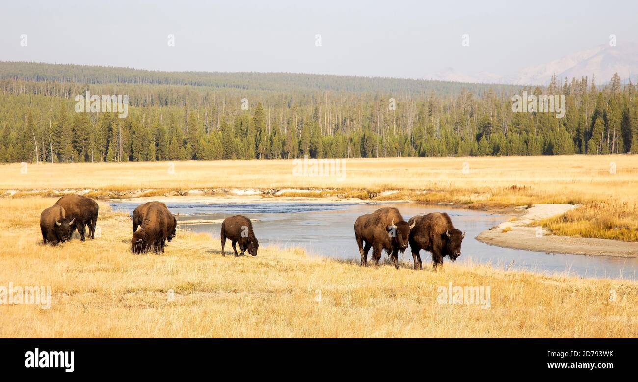Bison herd hi-res stock photography and images - Alamy