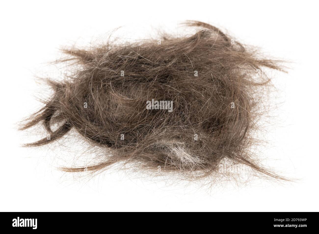 Hair bundle isolated on white background. tuft hair close-up Stock ...