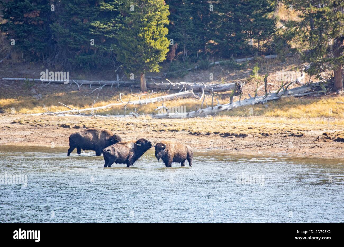 River bison hi-res stock photography and images - Alamy