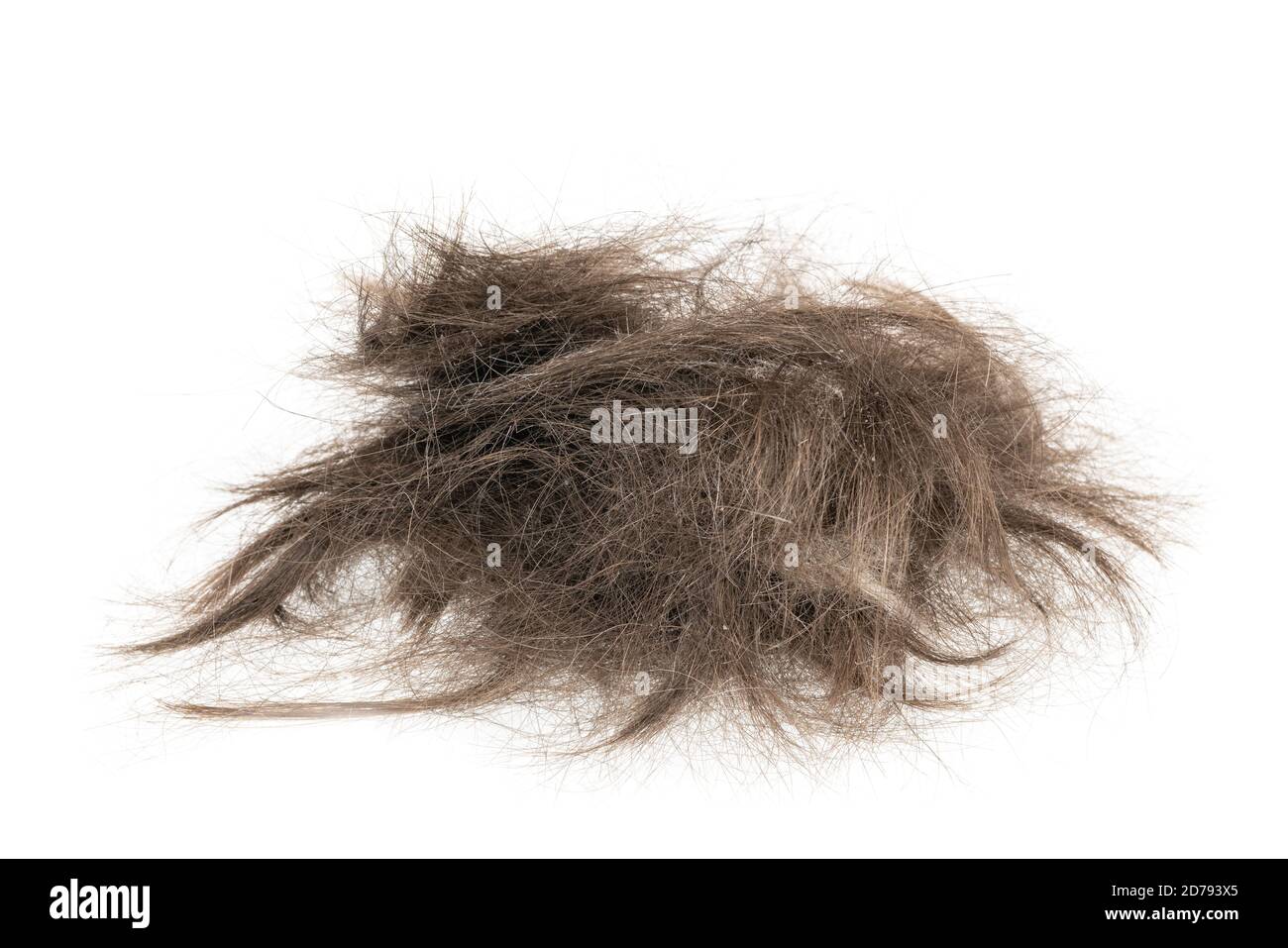 Hair bundle isolated on white background. tuft hair close-up Stock ...