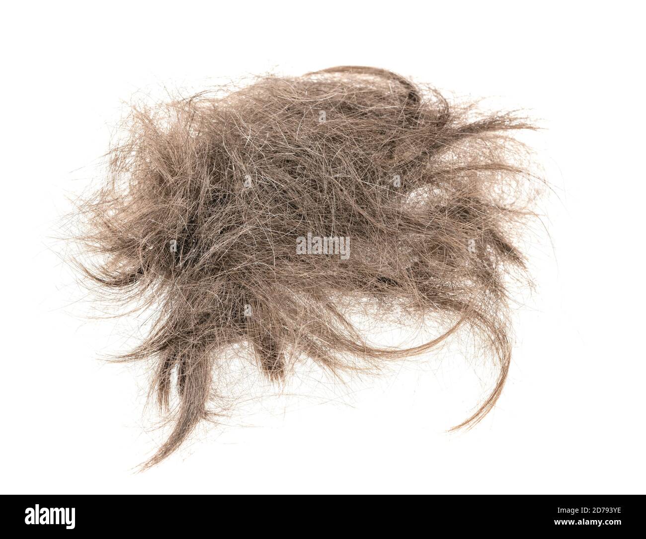 Hair bundle isolated on white background. tuft hair close-up Stock ...