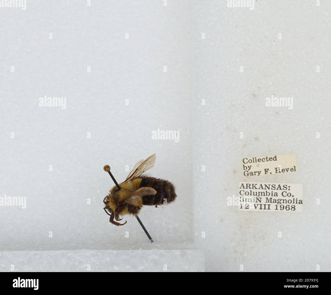 3 miles north of Magnolia, Columbia, Arkansas, United States, Bombus sp ...