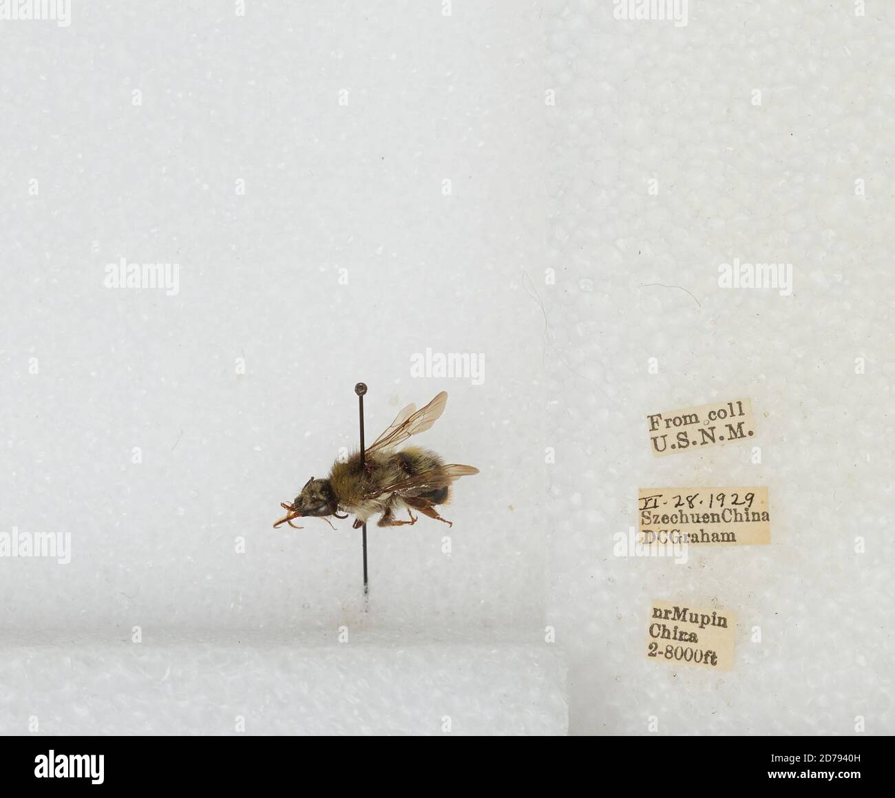 near Muping, Sichuan, China, Bombus sp., Animalia, Arthropoda, Insecta ...