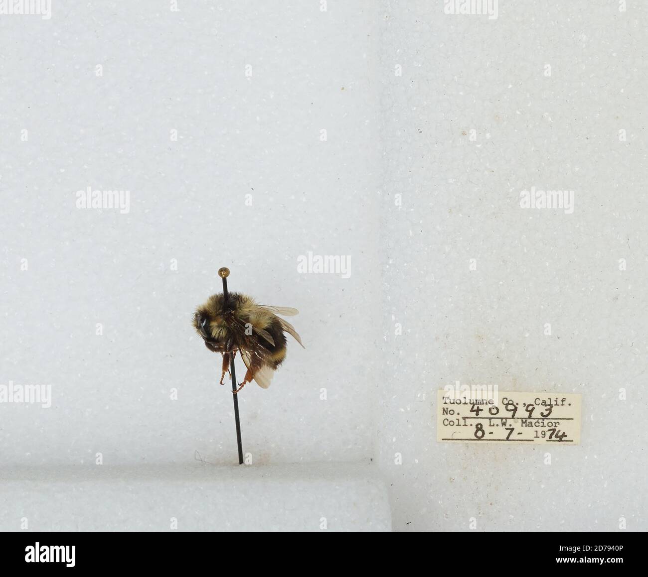 Tuolumne, California, United States, Bombus bifarius nearcticus ...