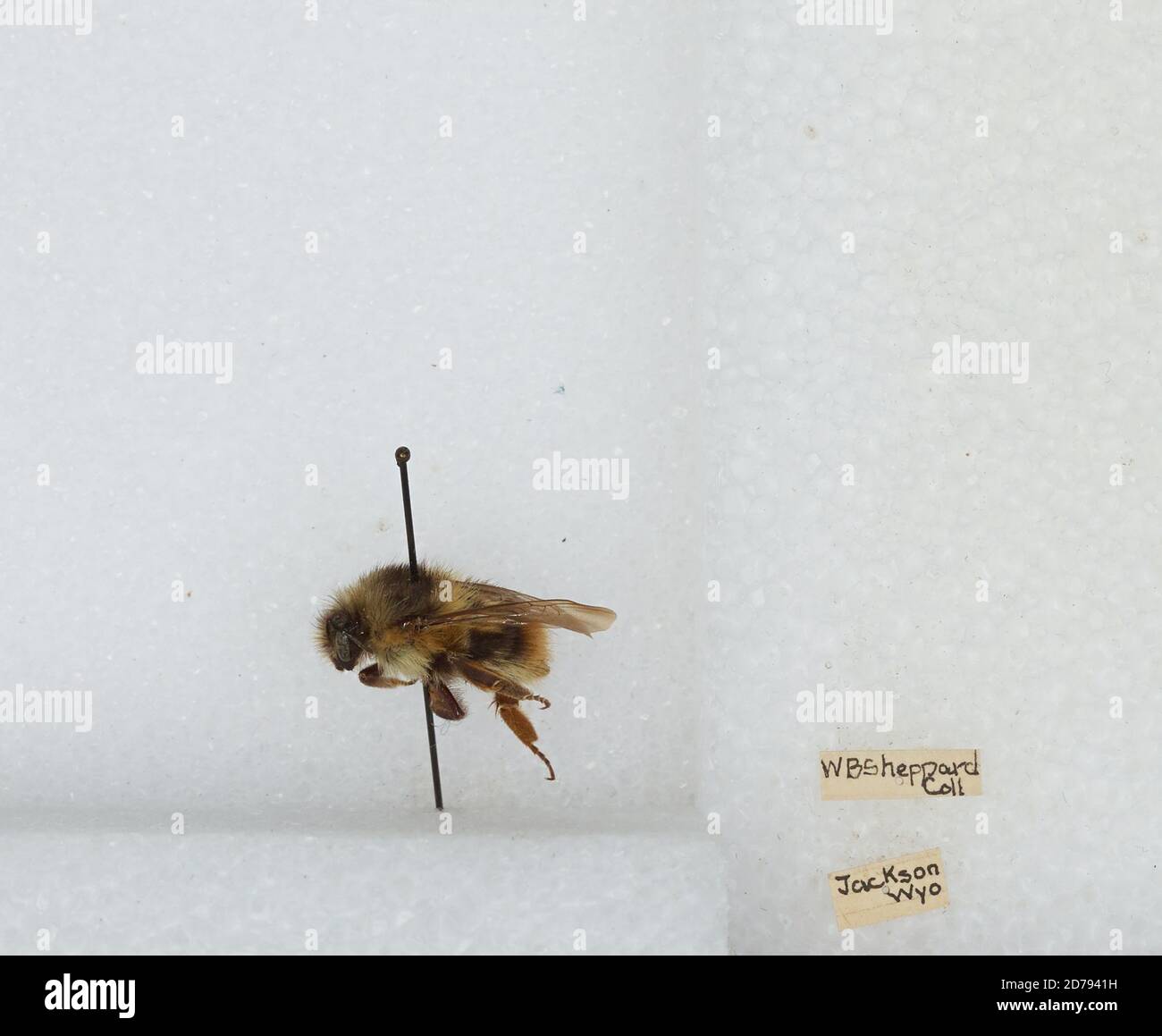 Jackson, Teton, Wyoming, United States, Bombus sp., Animalia ...