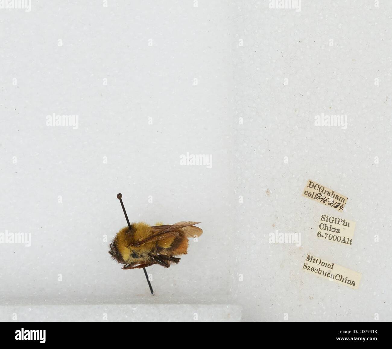Si-Gi-Pin, Mount Emei, Sichuan, China, Bombus sp., Animalia, Arthropoda ...