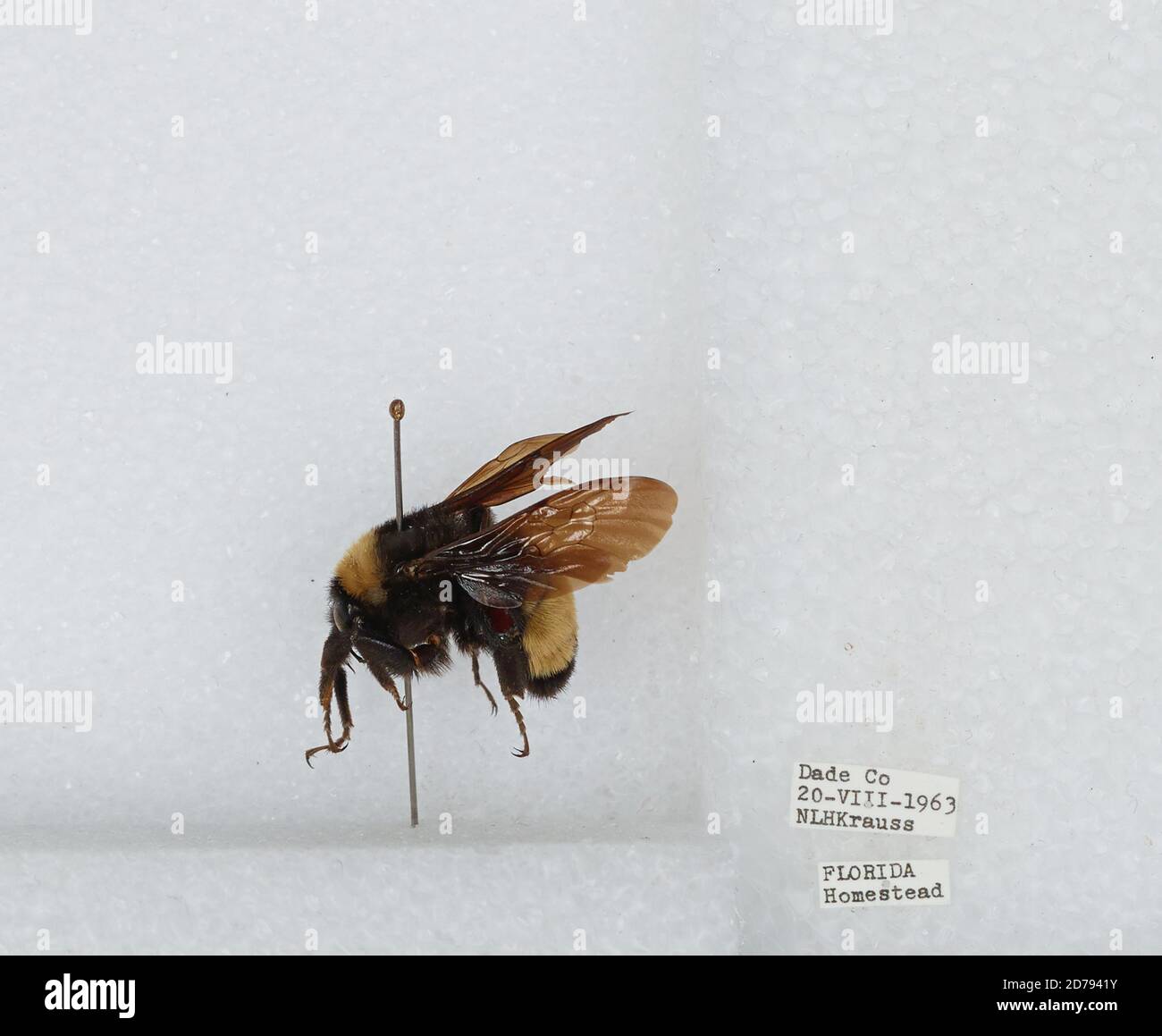 Homestead, Miami-Dade, Florida, United States, Bombus sp., Animalia ...