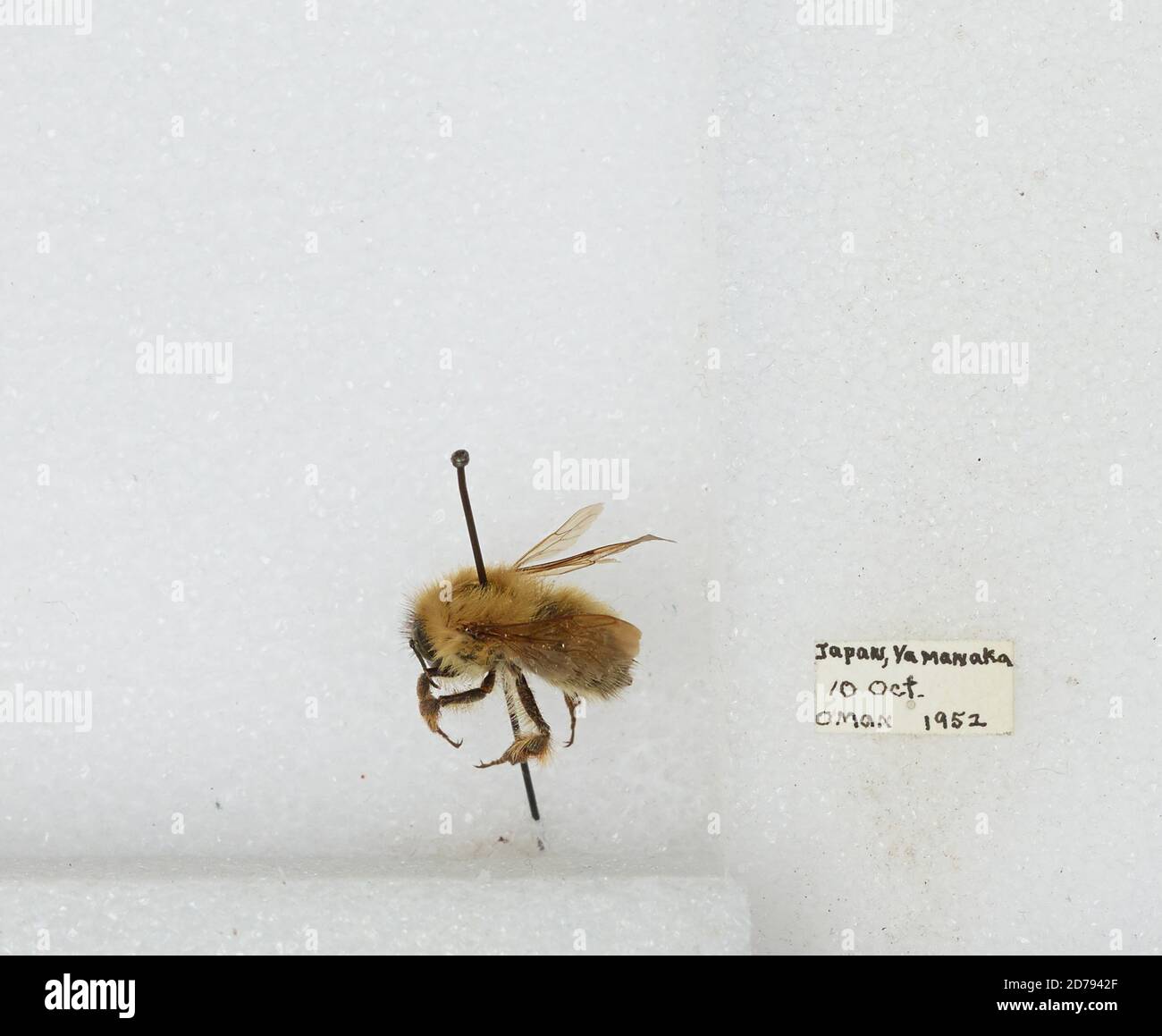 Yamanaka, Japan, Bombus sp., Animalia, Arthropoda, Insecta, Hymenoptera ...