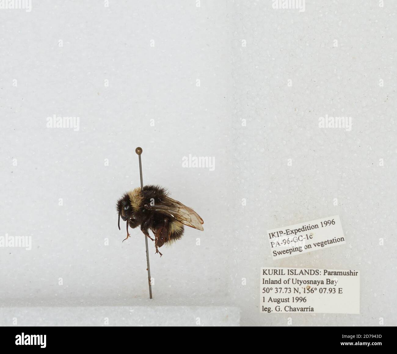 Paramushir Island, inland Of Utyosnaya Bay, Kuril Islands, Sakhalin ...