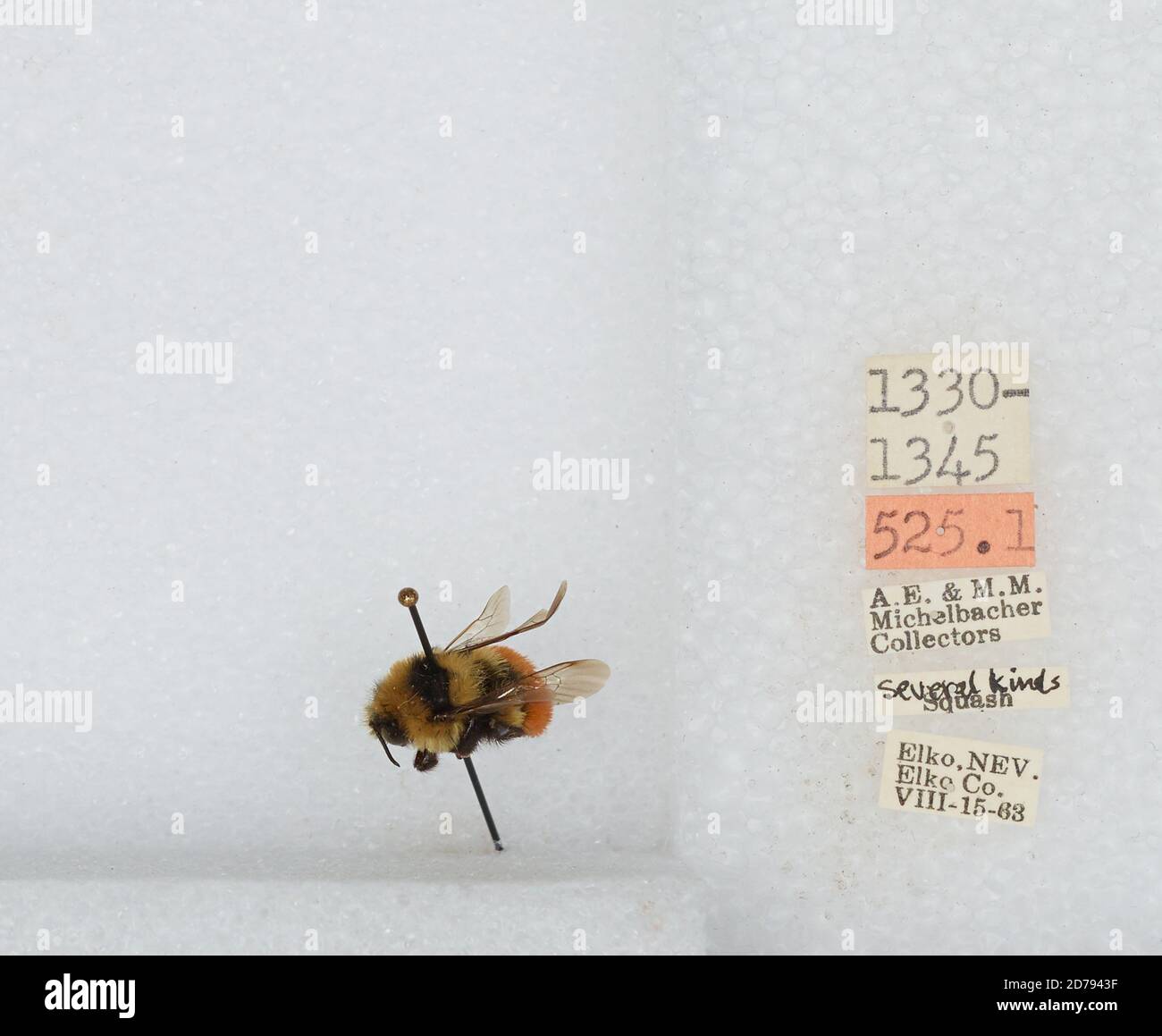 Elko, Nevada, United States, Bombus sp., Animalia, Arthropoda, Insecta ...