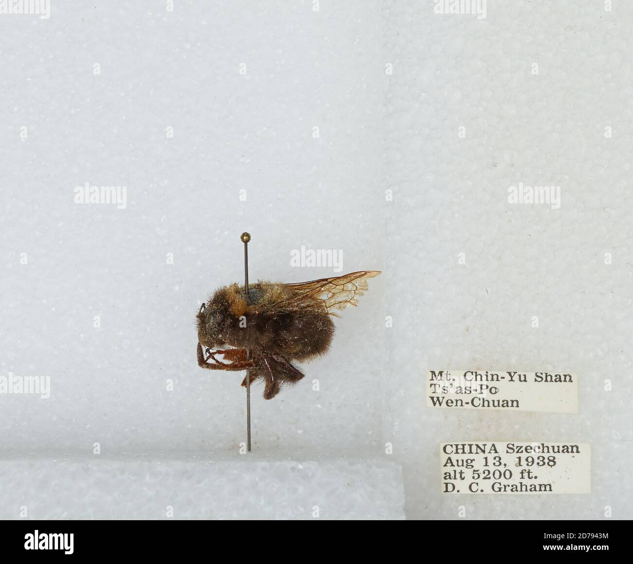 Mt. Chin-Yu Shan Ts'as-Po, Wenchuan Xian, Sichuan, China, Bombus sp ...