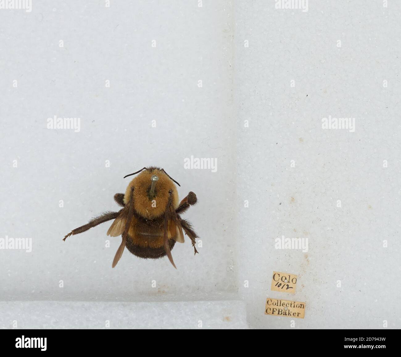 Colorado, United States, Bombus sp., Animalia, Arthropoda, Insecta ...