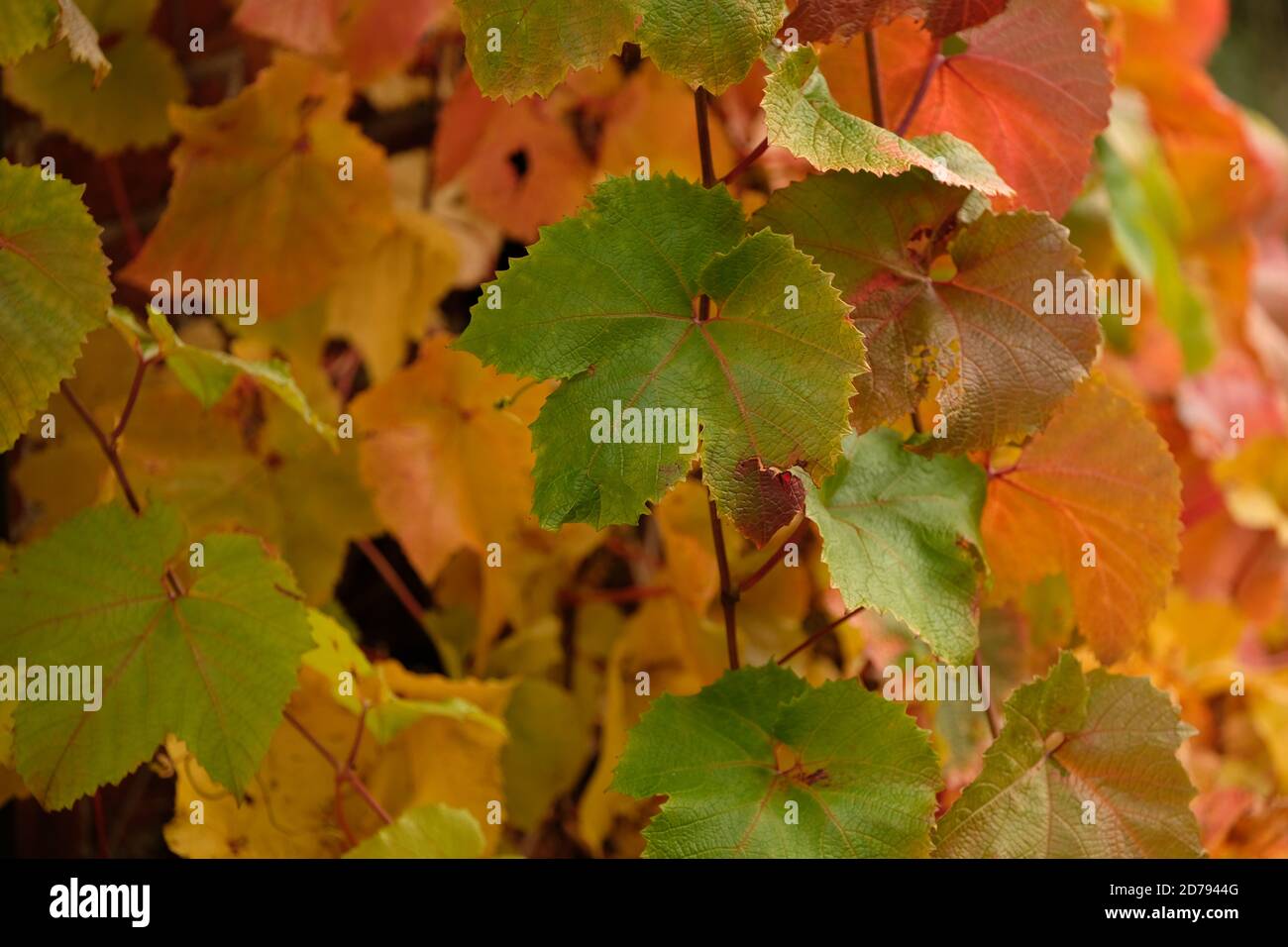 Virginia Creeper in Autumn colours, Parthenocissus quinquefolia ...