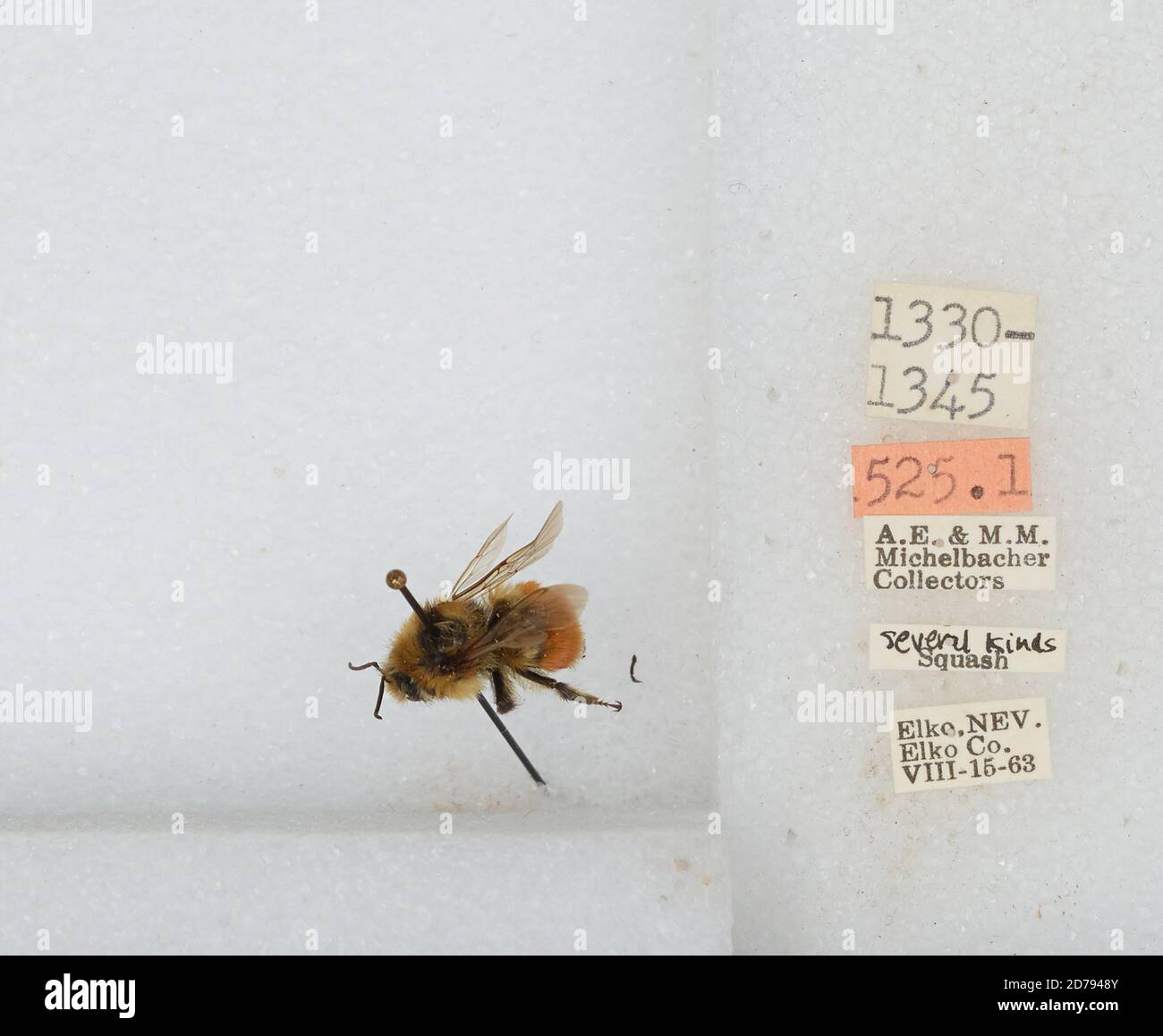 Elko, Nevada, United States, Bombus sp., Animalia, Arthropoda, Insecta ...