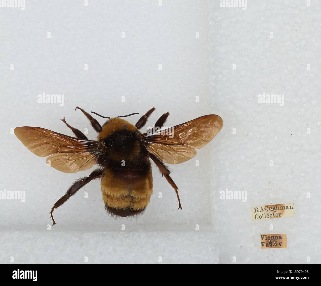 Vienna, Fairfax, Virginia, United States, Bombus sp., Animalia ...