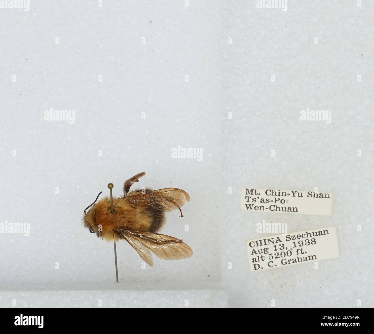 Mt. Chin-Yu Shan Ts'as-Po, Wenchuan Xian, Sichuan, China, Bombus sp ...