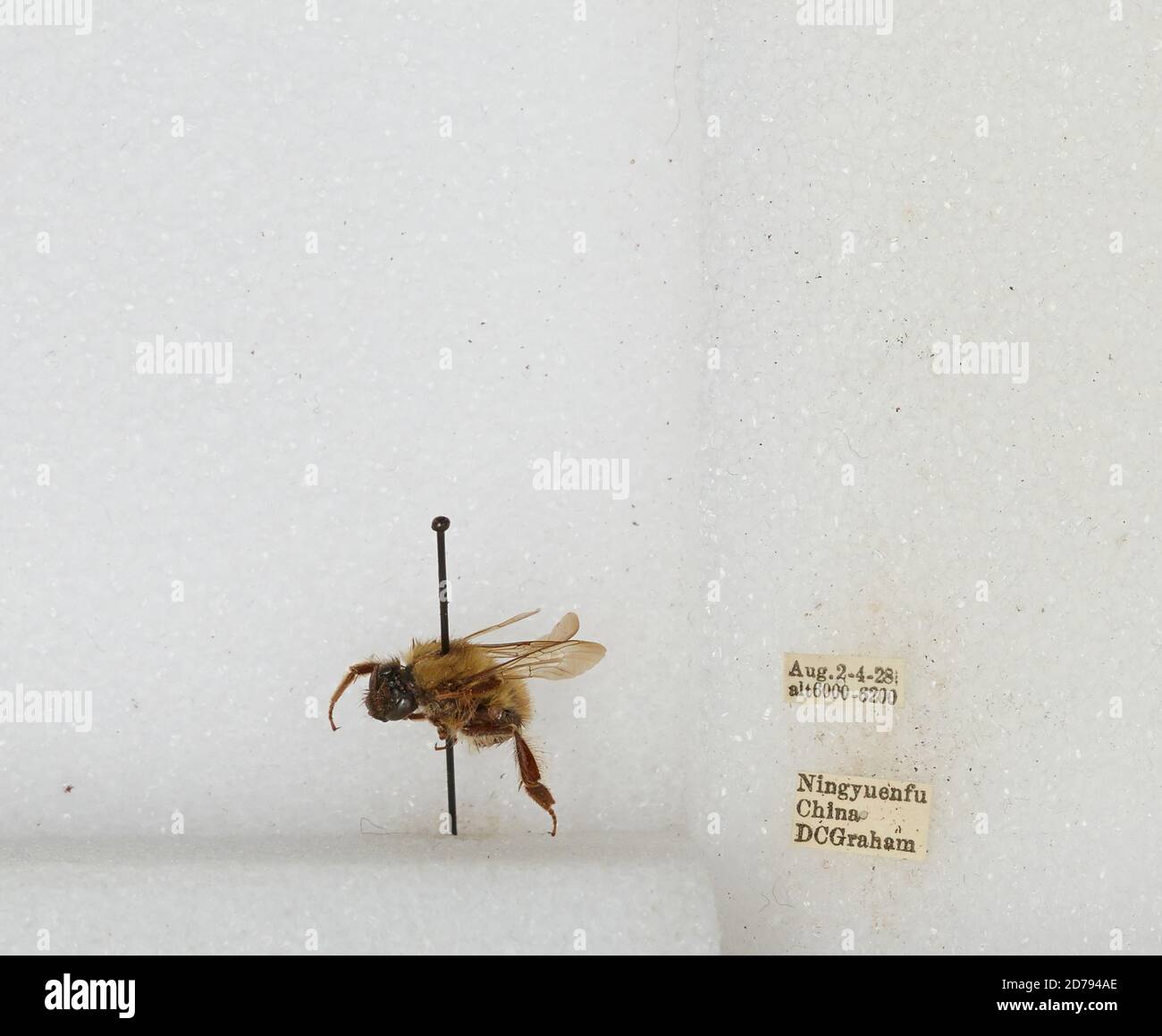 Xichang, Sichuan, China, Bombus sp., Animalia, Arthropoda, Insecta ...