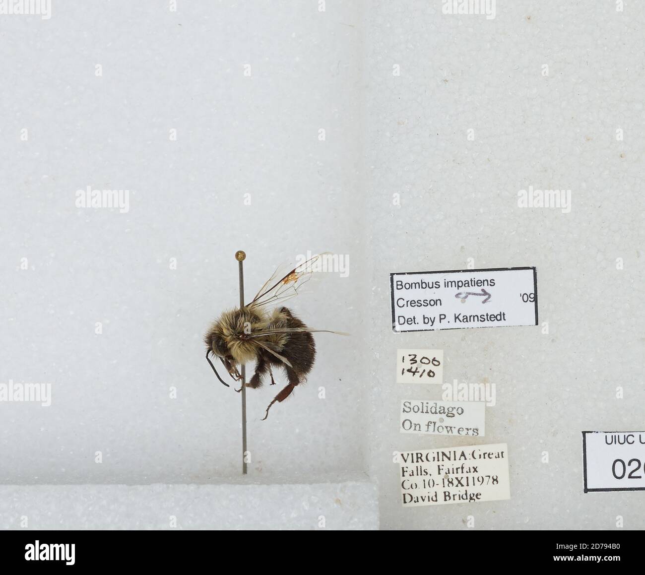 Great Falls, Fairfax, Virginia, United States, Bombus sp., Animalia ...