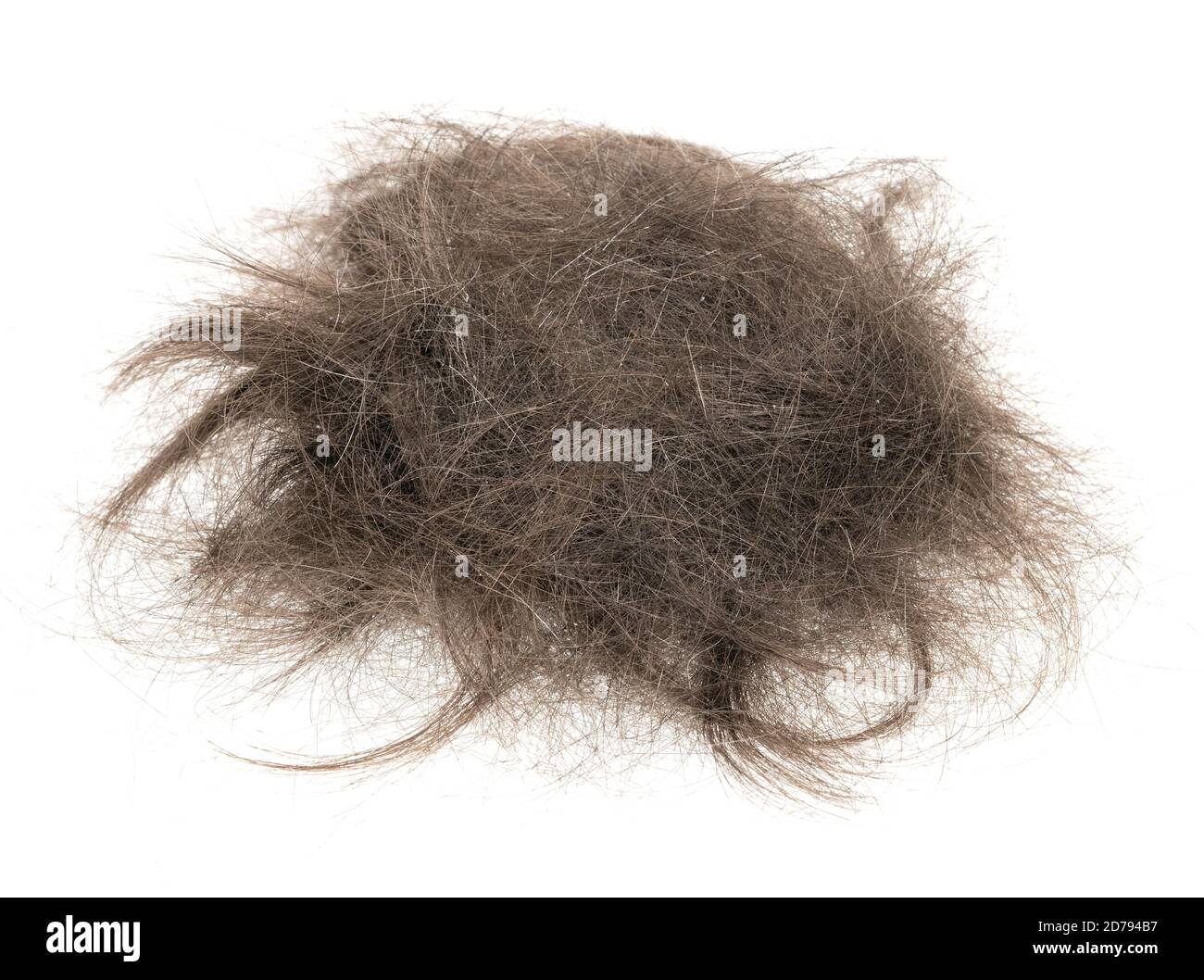 Hair bundle isolated on white background. tuft hair close-up Stock ...