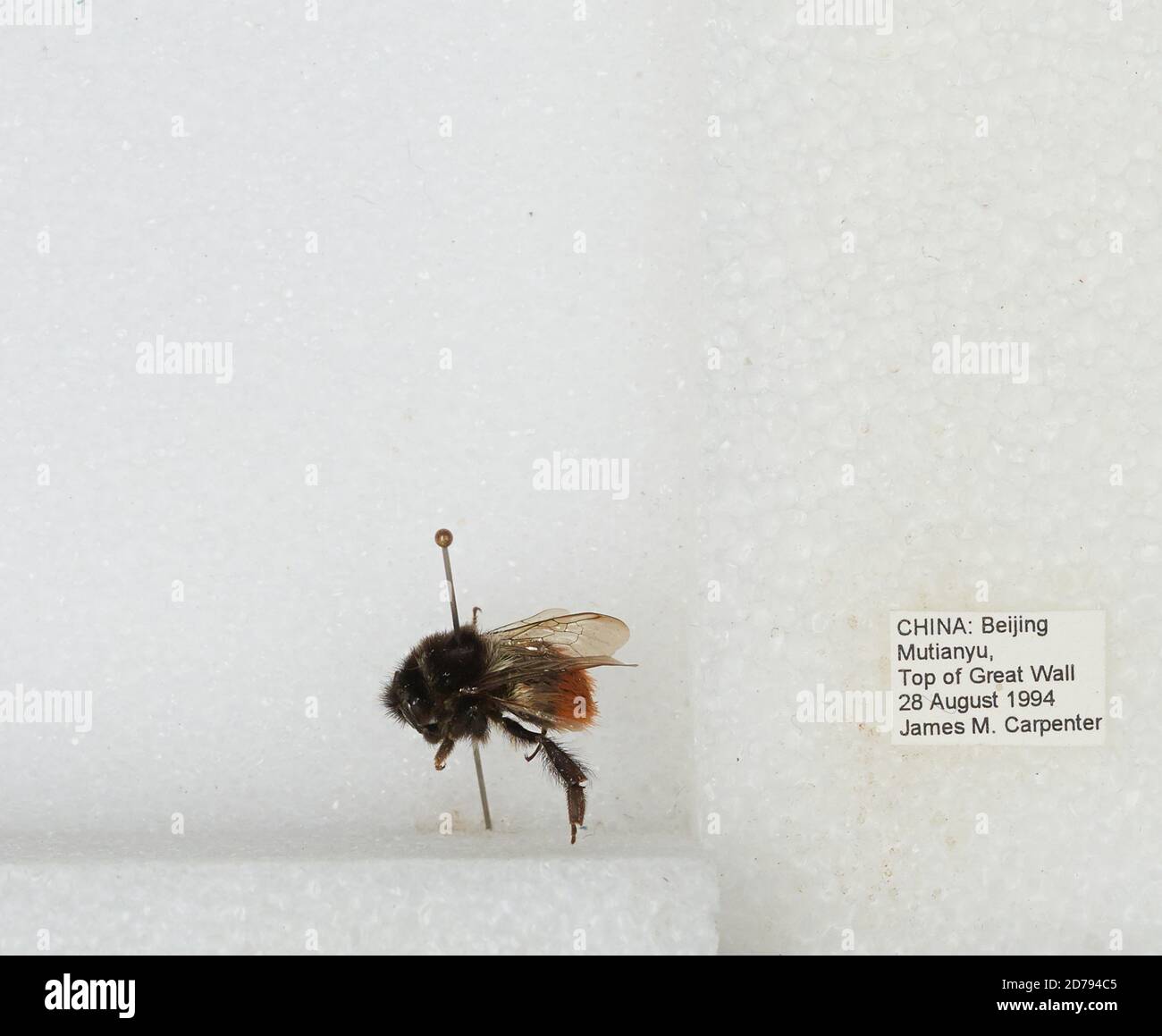 Beijing Mutianyu, Top of Great Wall, Beijing, China, Bombus sp ...