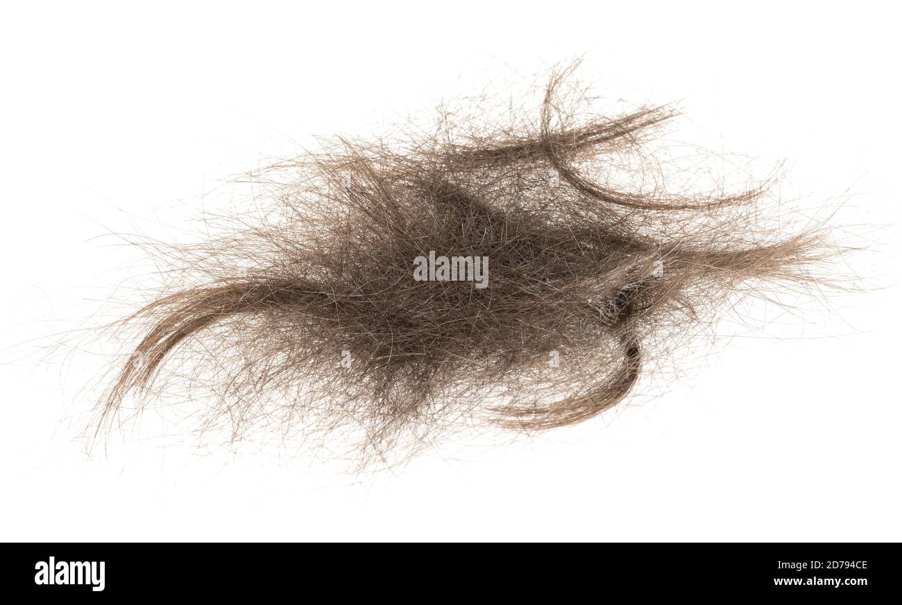 Hair bundle isolated on white background. tuft hair close-up Stock ...