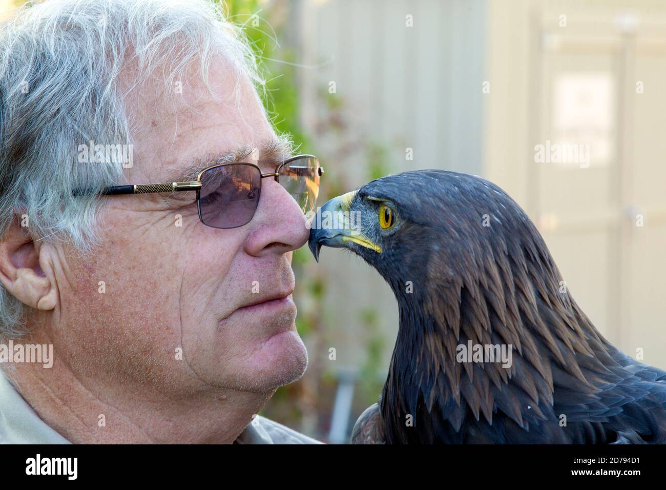 Golden Eagle and Falconer Nose to Nose Stock Photo - Alamy