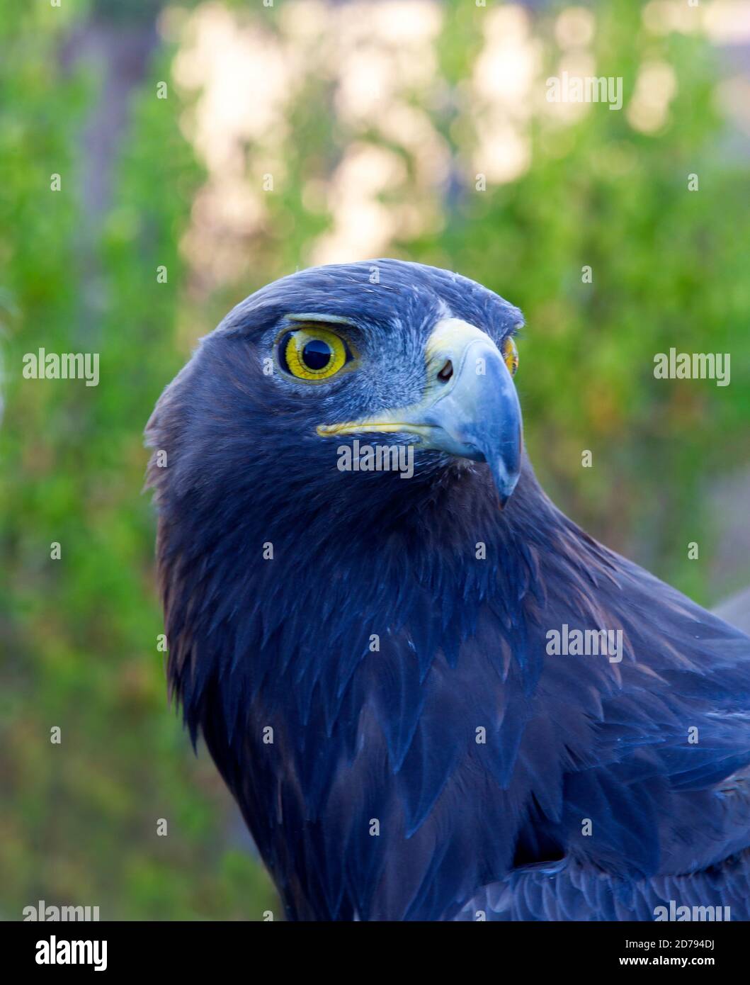 Golden Eagle Portrait Stock Photo - Alamy